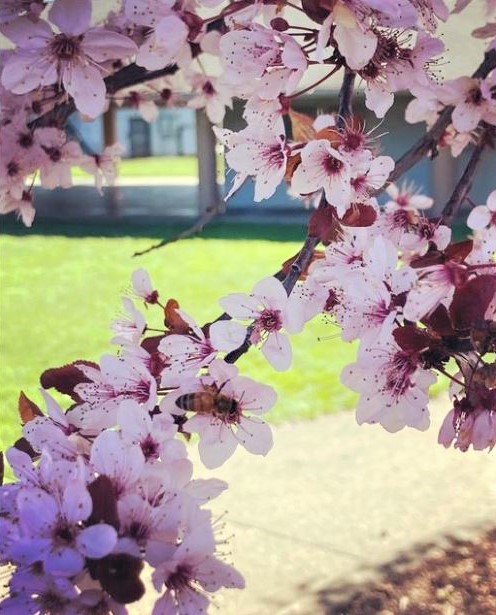 TIME RUNNING OUT TO ENTER ARBOR DAY PHOTO CONTEST – KQEN News Radio